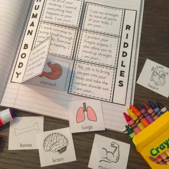 Human Body Activities Worksheets Posters 2nd 3rd Grade Science - Fishyrobb