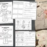 Human Body Activities Worksheets Posters 2nd 3rd Grade Science - Fishyrobb