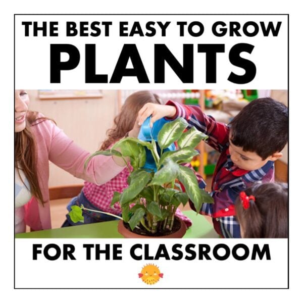 The Best Plants for the Classroom – 9 Easy To Grow Varieties