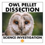Dissecting Owl Pellets Lesson: A Fascinating Science Investigation