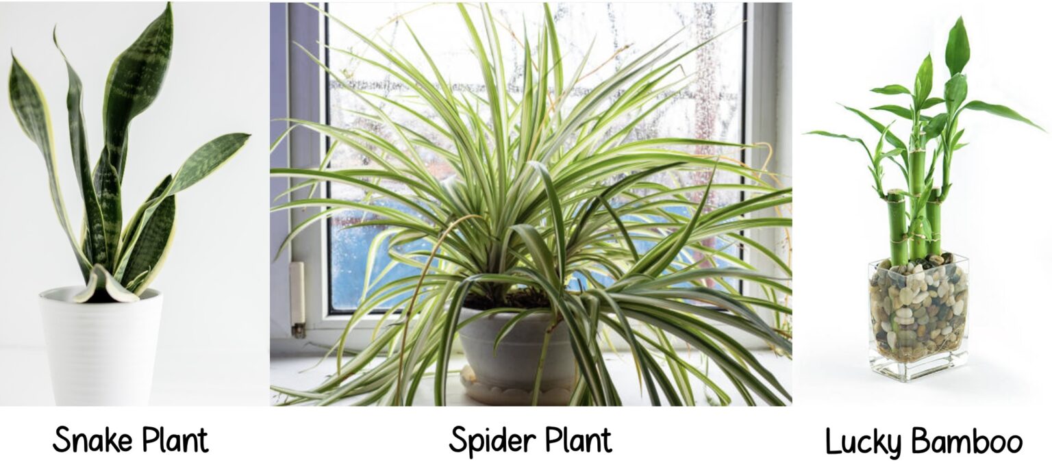 The Best Plants for the Classroom – 9 Easy To Grow Varieties